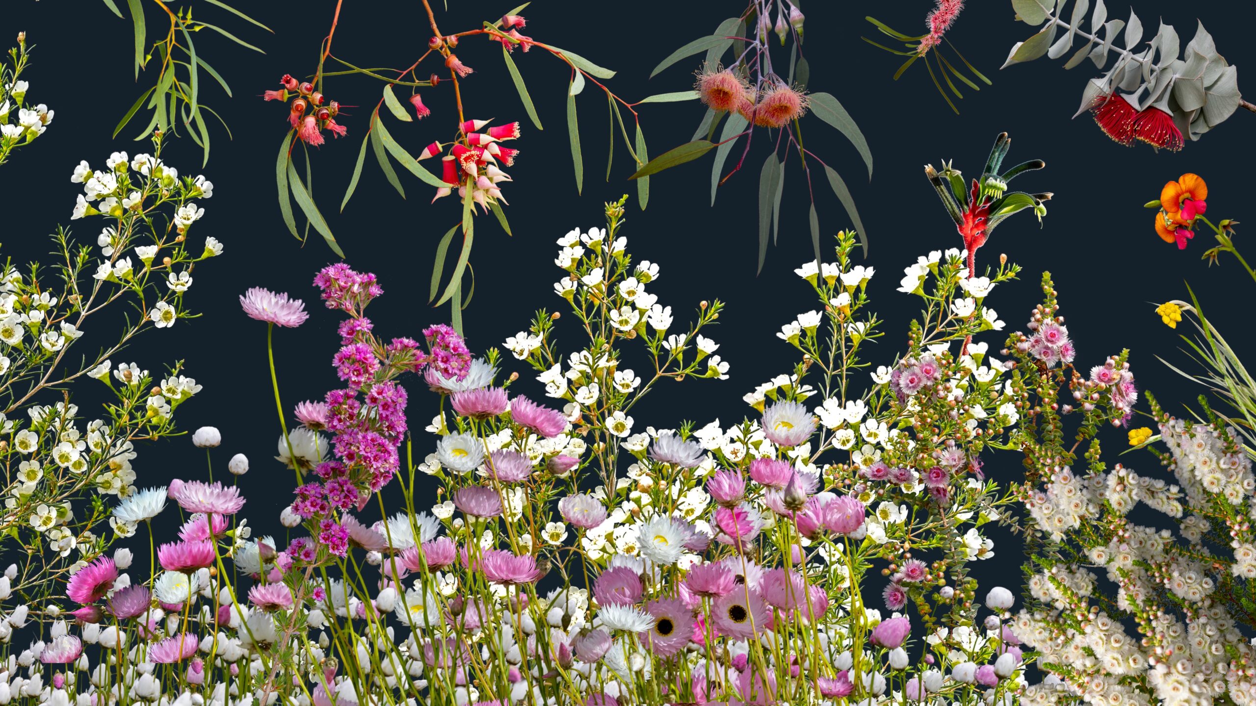 Celebrating 60 Years of the Western Australian Botanic Garden ...